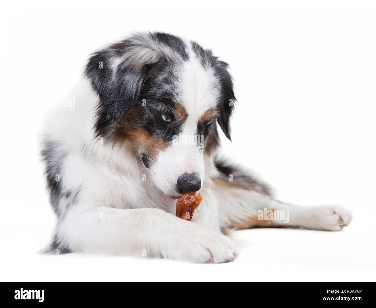 Blue merle tricolor australian shepherd hi-res stock photography and ...
