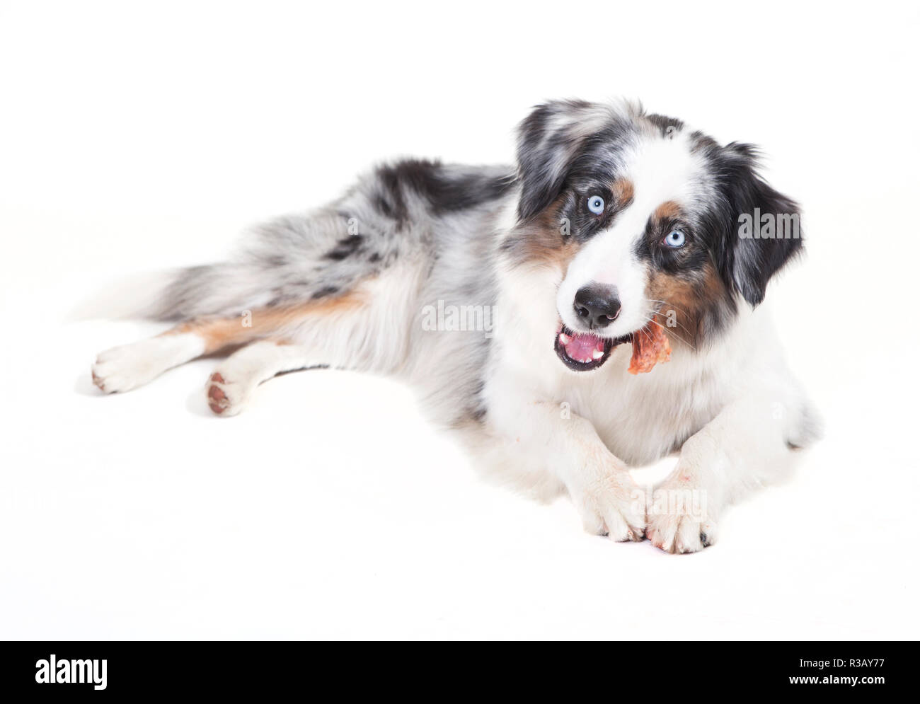 Blue merle tricolor australian shepherd hi-res stock photography and ...