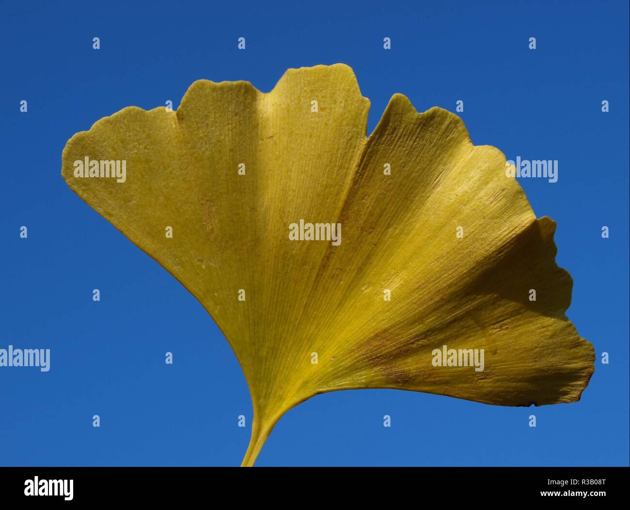 ginkgo leaf - autumn Stock Photo - Alamy