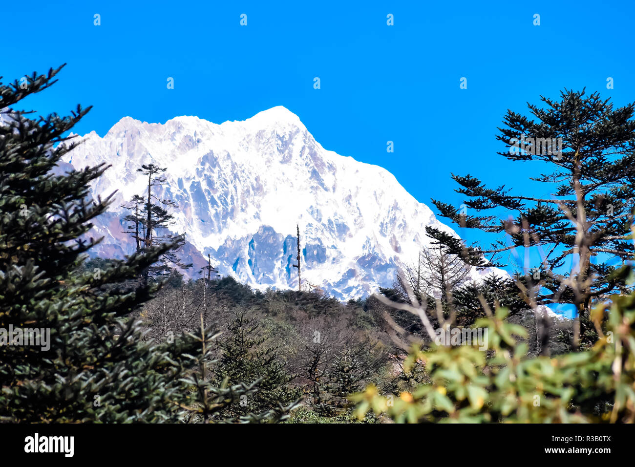 Selective focus: Yumthang Valley or Valley of Flowers sanctuary, is a ...