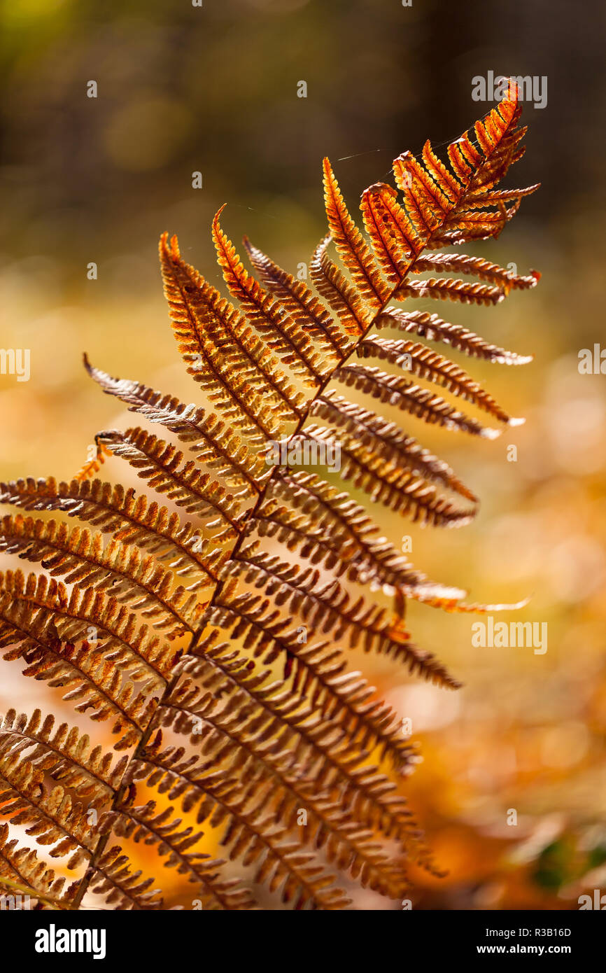 Curled Dry Dead Leaf High Resolution Stock Photography and Images - Alamy