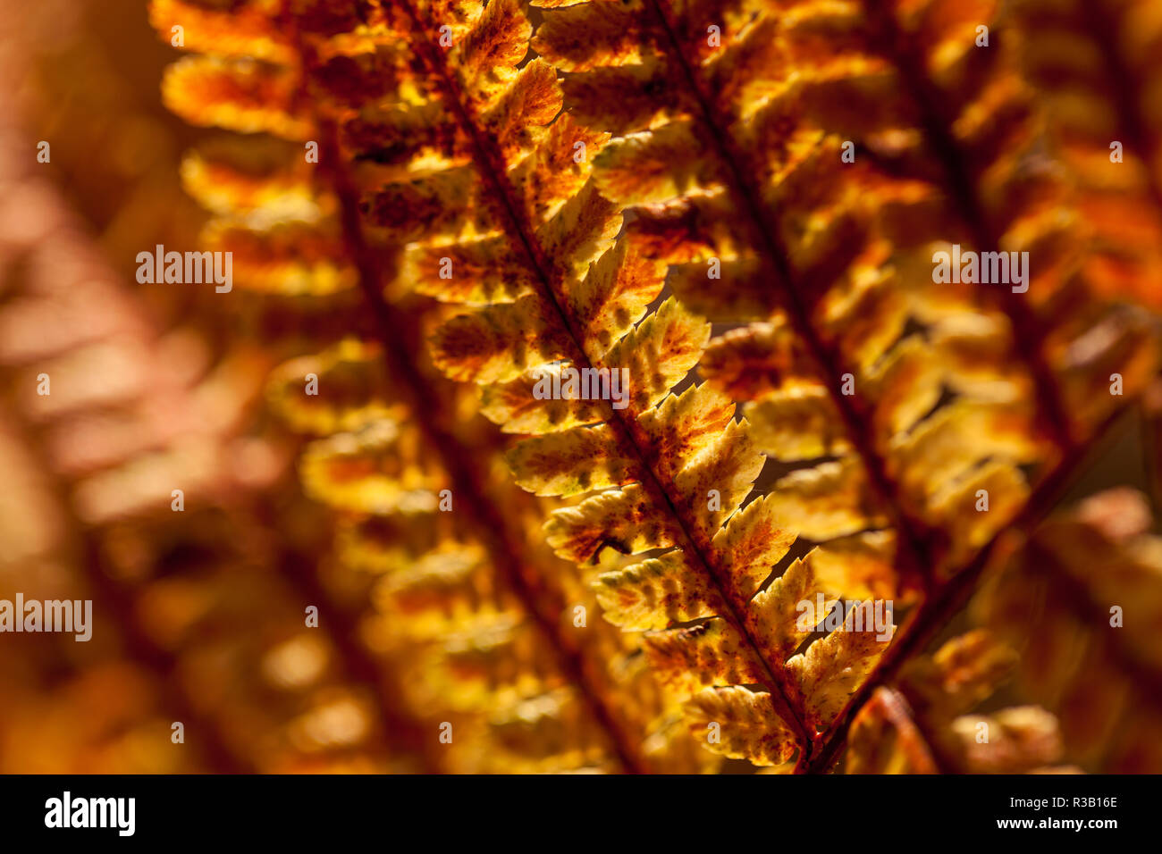 Curled Dry Dead Leaf High Resolution Stock Photography and Images - Alamy