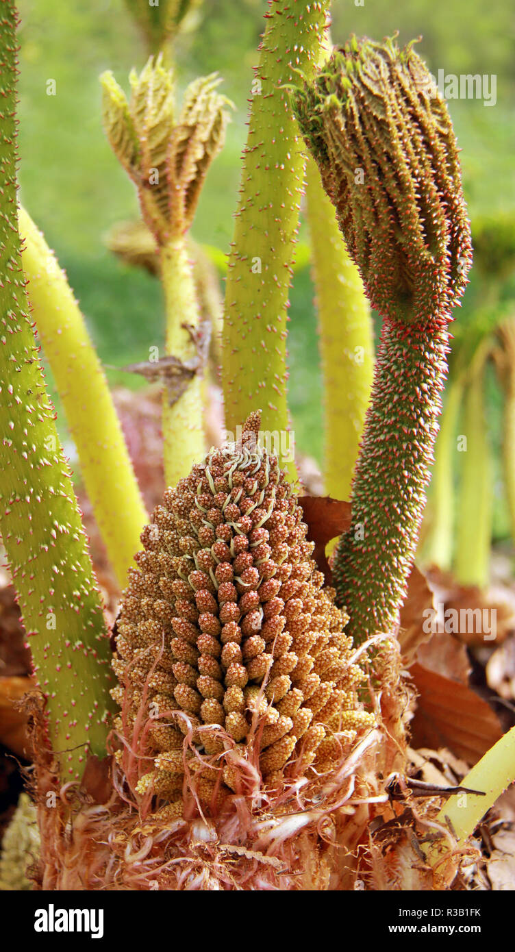 young leaf and inflorescence at gunnera manicata Stock Photo - Alamy