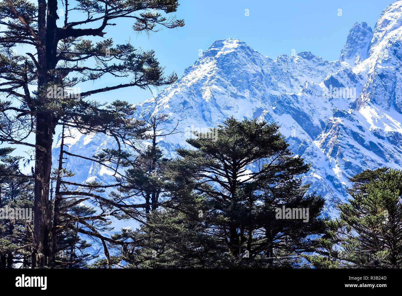 Selective focus: Yumthang Valley or Valley of Flowers sanctuary, is a ...
