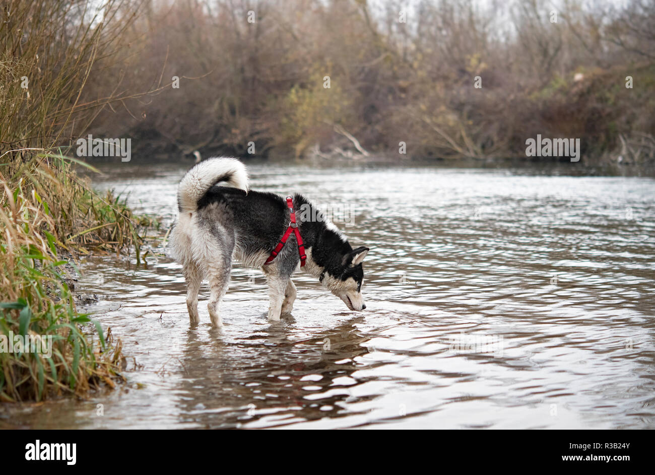 siberian husky dog on the shore of a mountain river Stock Photo - Alamy
