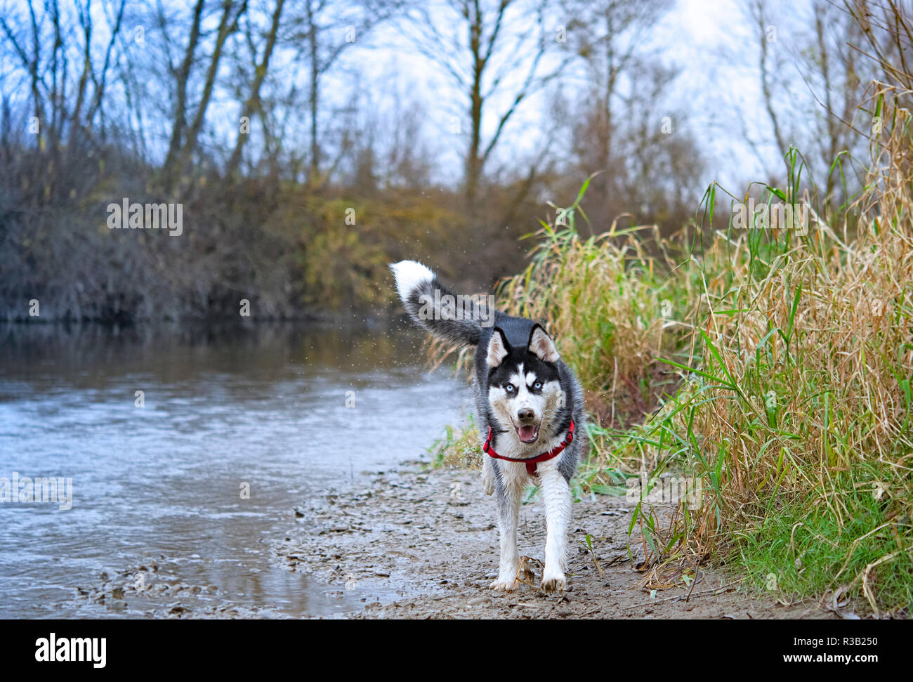 siberian husky dog on the shore of a mountain river Stock Photo - Alamy