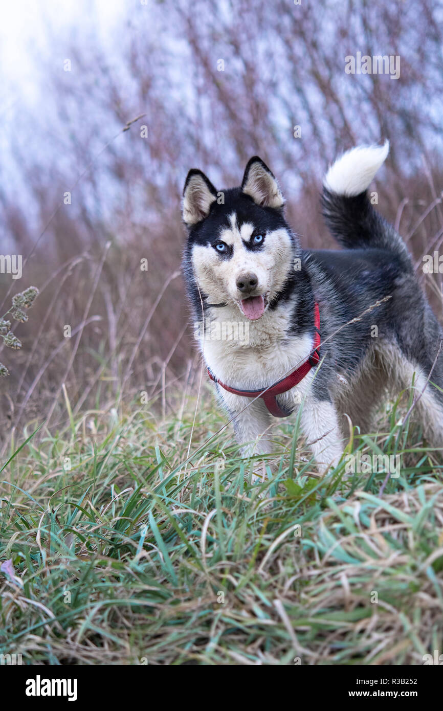 siberian husky in the autumn grass Stock Photo - Alamy