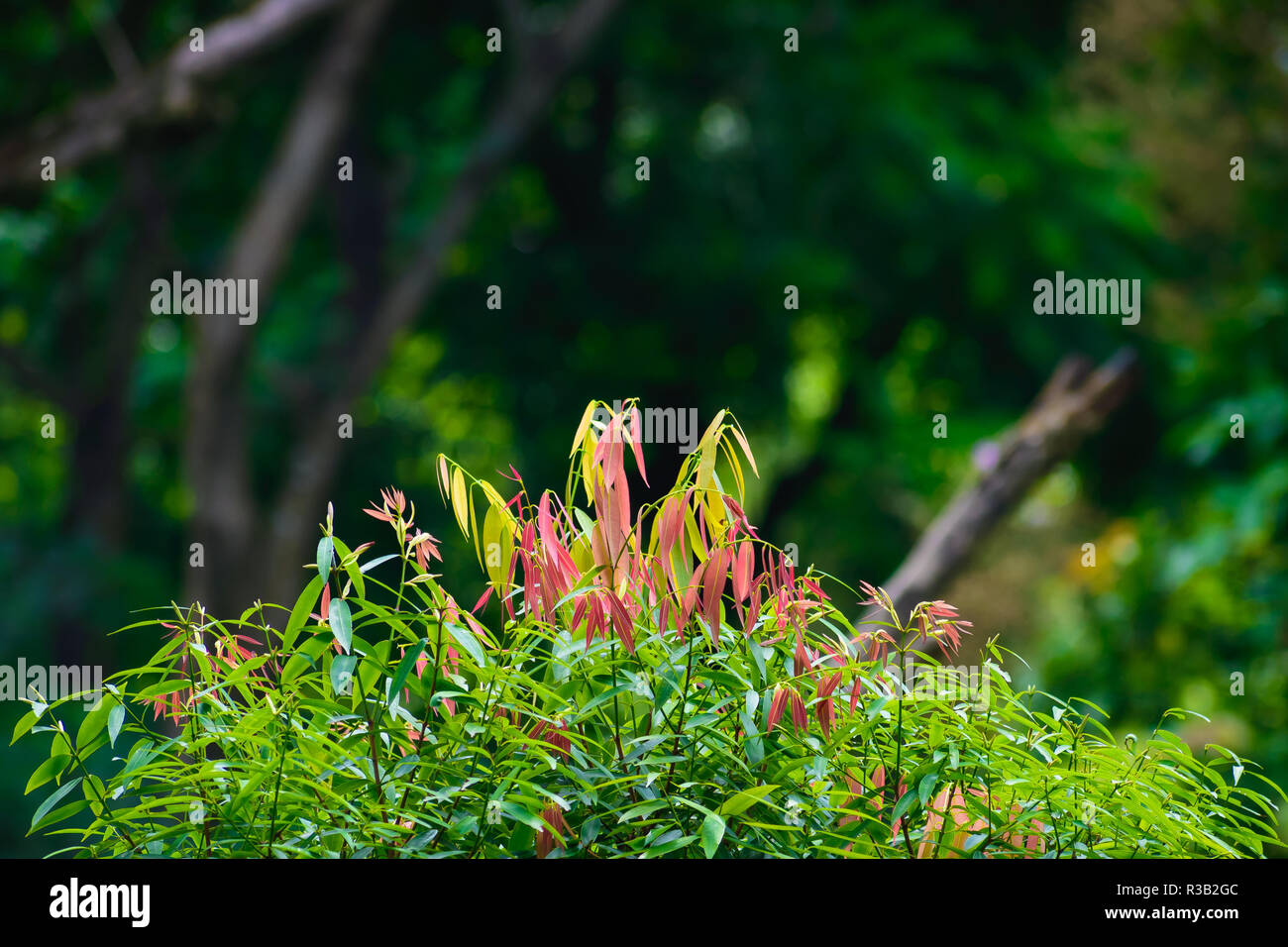 Selective Focus: Beautiful pink, green and yellow leaves on blur forest ...