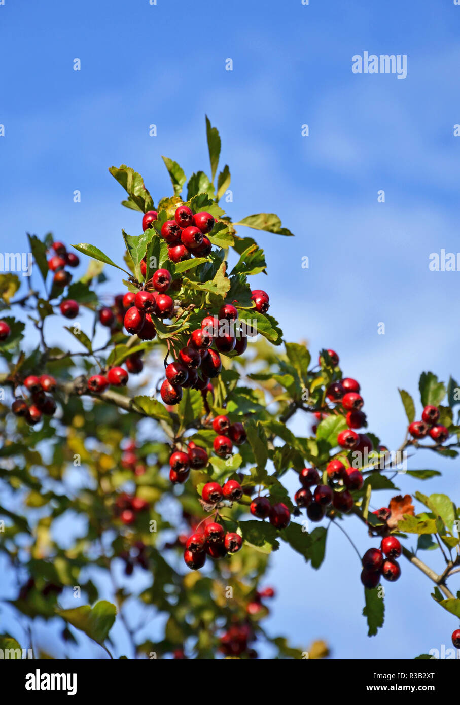 Hawthorn tree fall foliage hi-res stock photography and images - Alamy