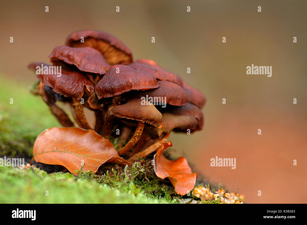 Pilzka pfe hi-res stock photography and images - Alamy