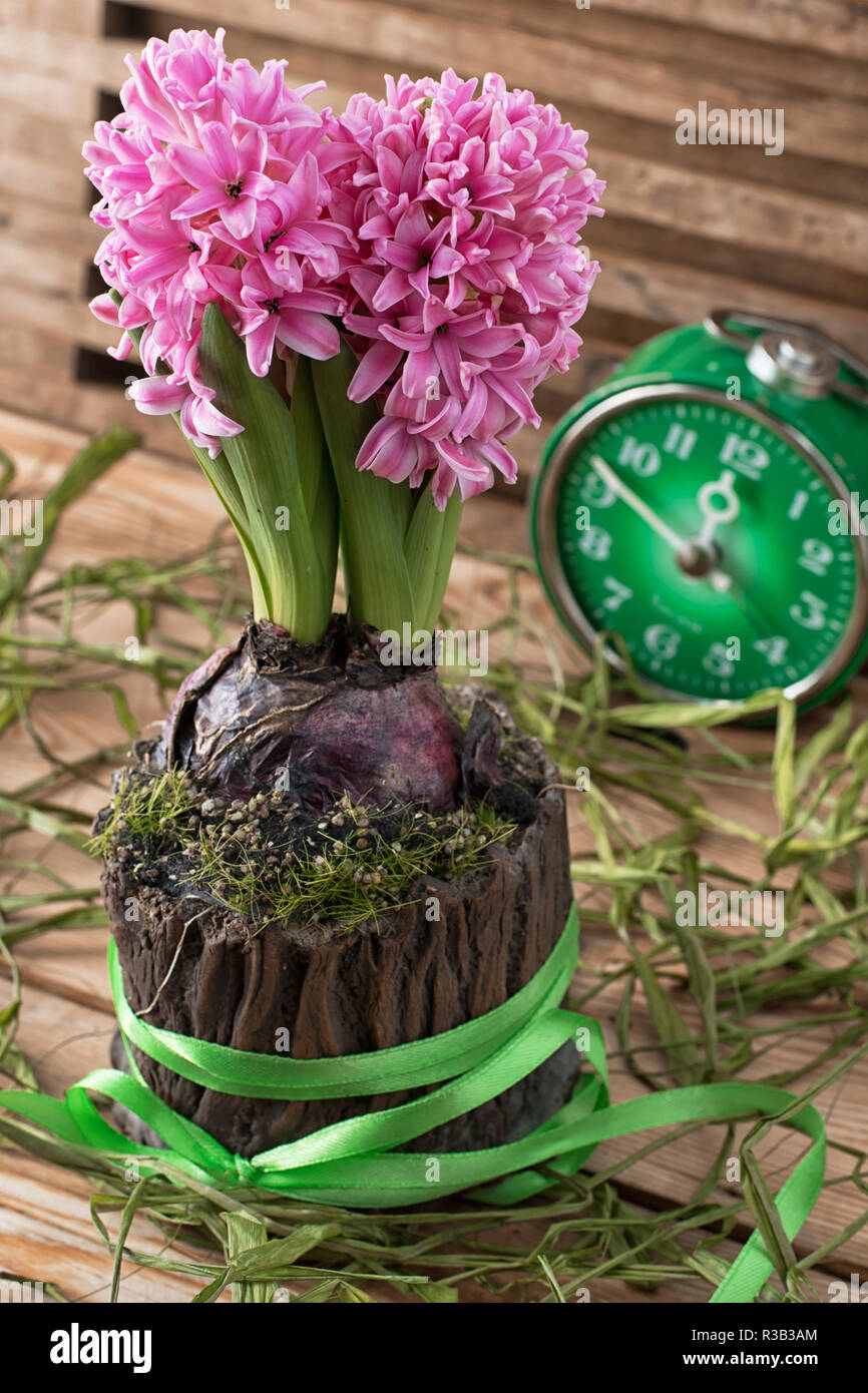 green sprout hyacinth flower in flowerpot Stock Photo - Alamy