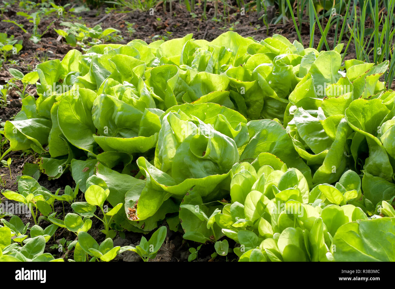 Green sallad hi-res stock photography and images - Alamy