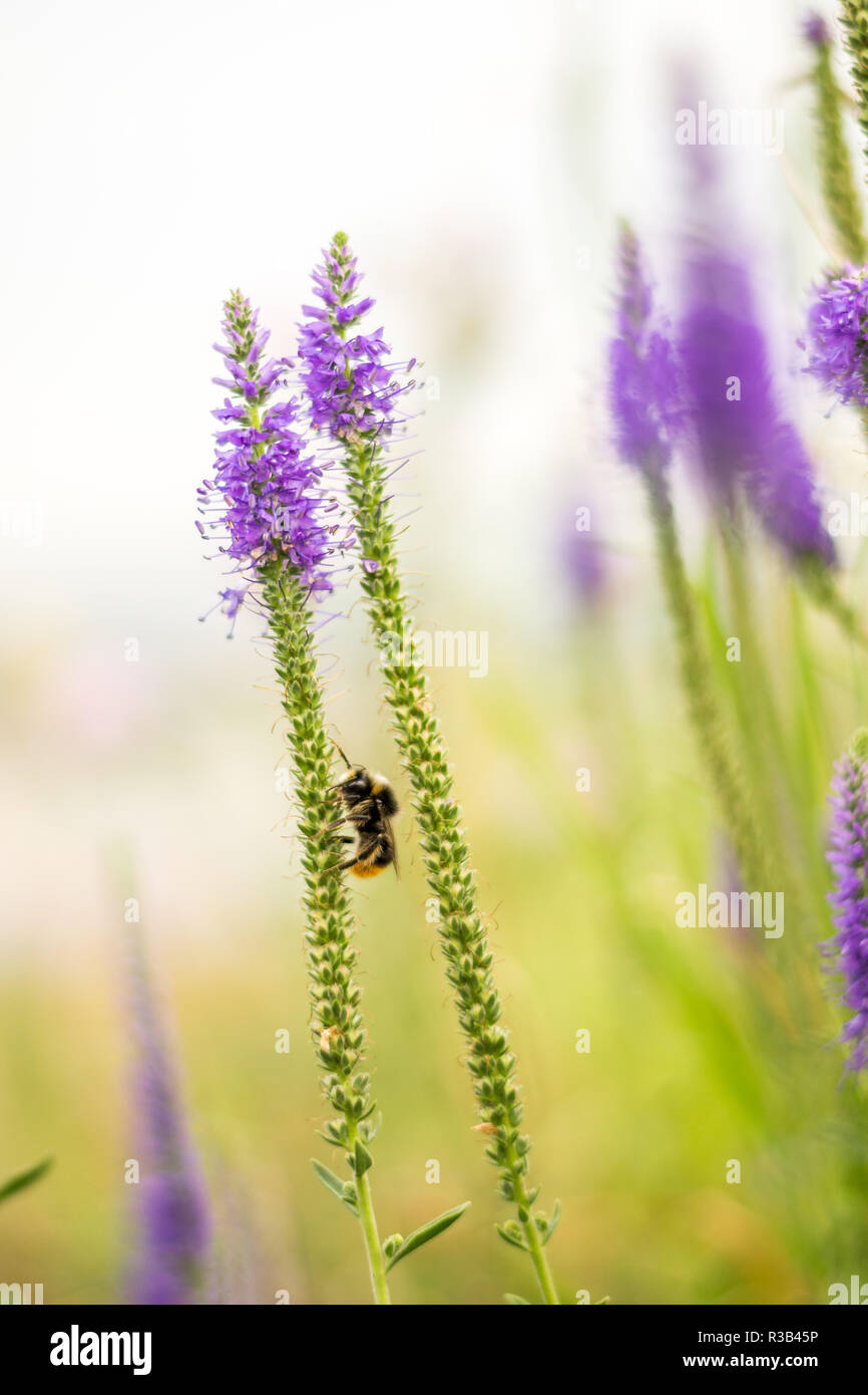 Spring speedwell insect hi-res stock photography and images - Alamy