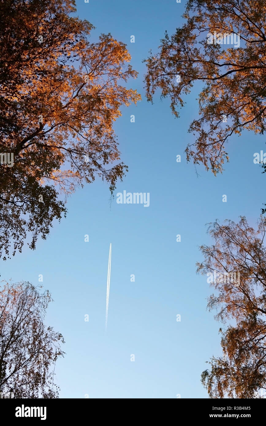 Jet trail of the Plane against blue sky between branches of trees with ...