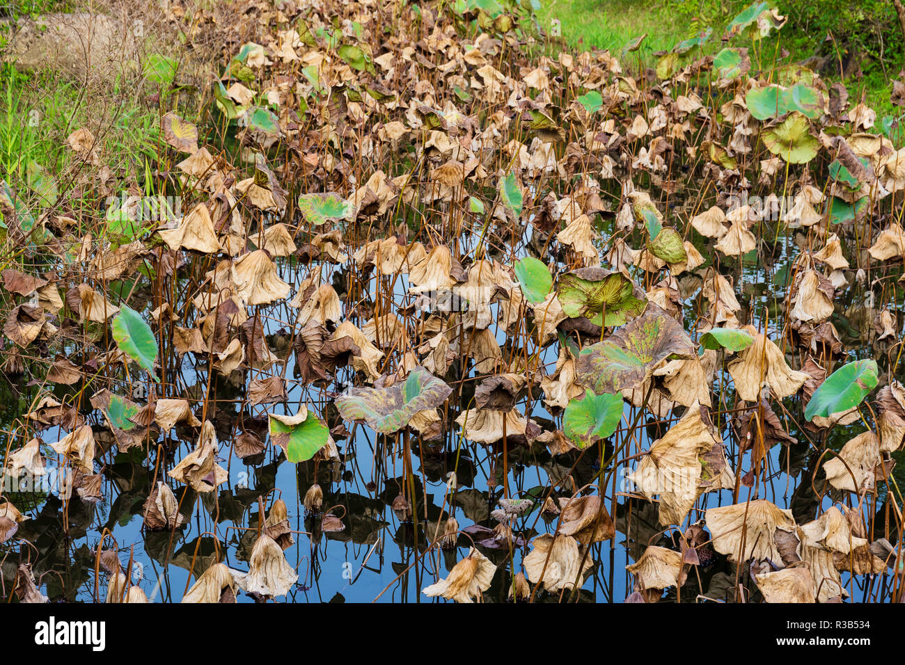 Dead Lotus Leaves High Resolution Stock Photography and Images - Alamy