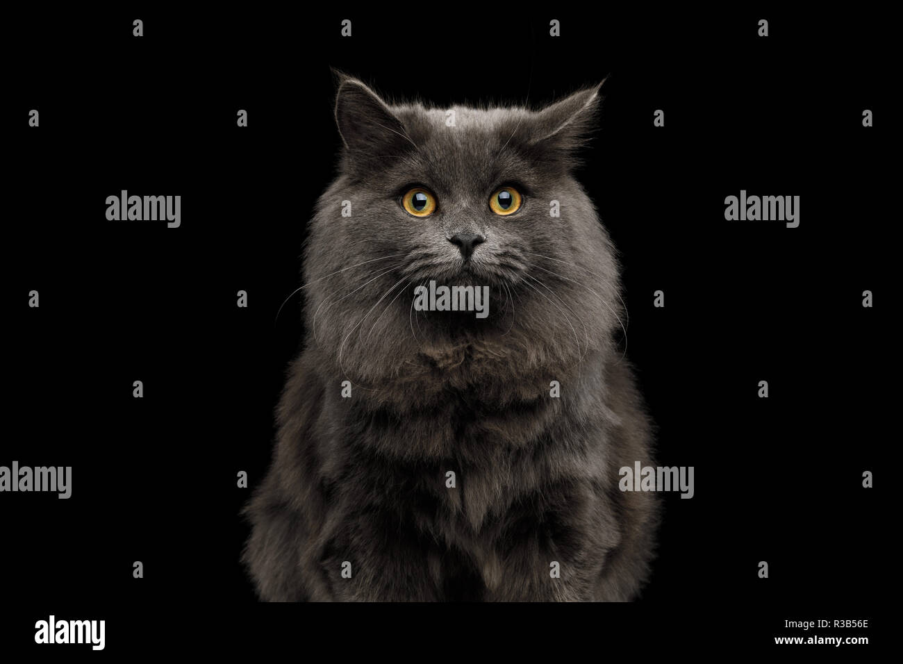 Portrait of Amazement Gray Cat with fear in eyes on Isolated Black ...
