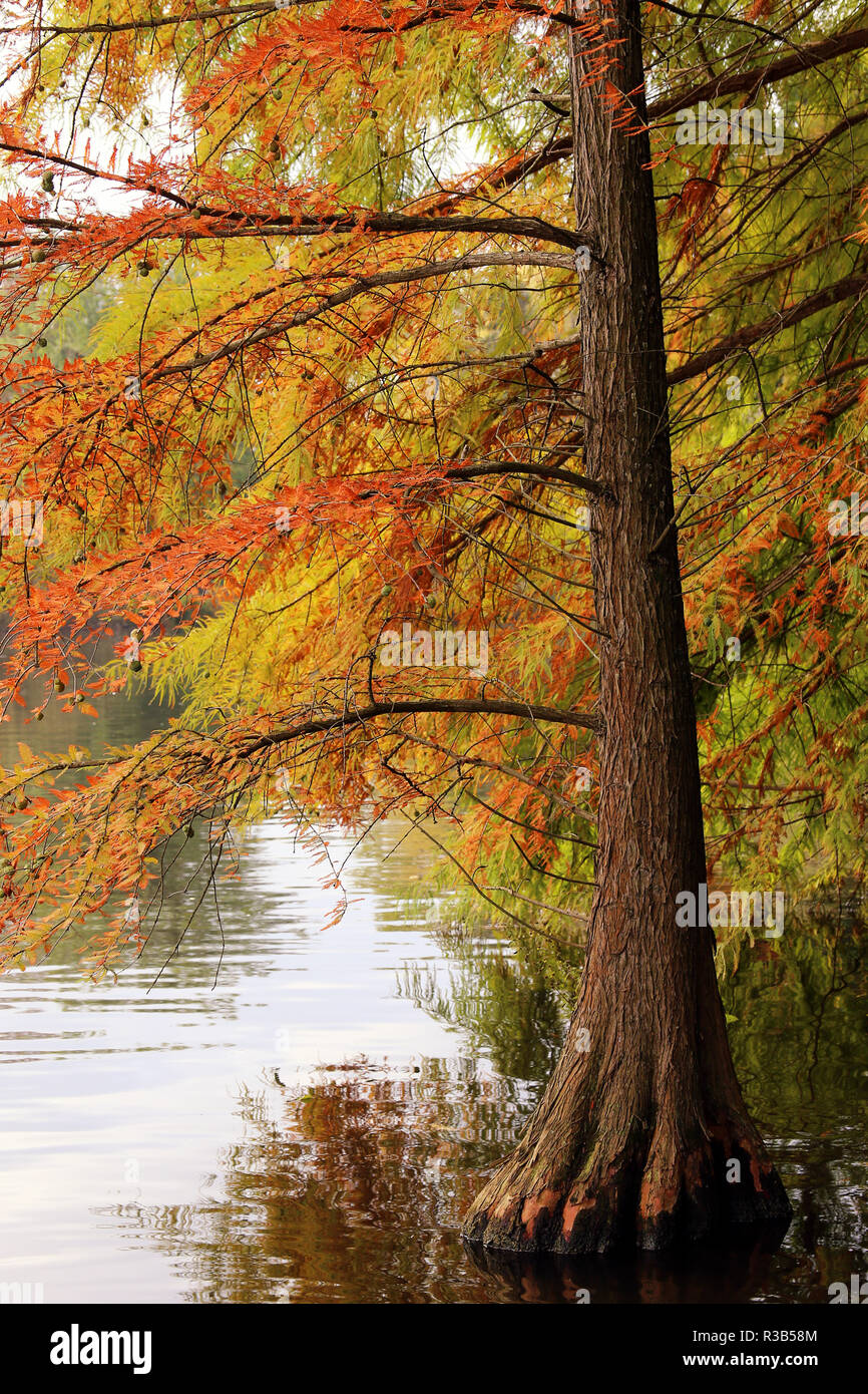bald cypress taxodium distichum with colorful autumn leaves Stock Photo ...