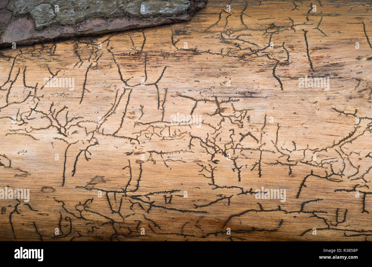 Beetle under tree bark hi-res stock photography and images - Alamy