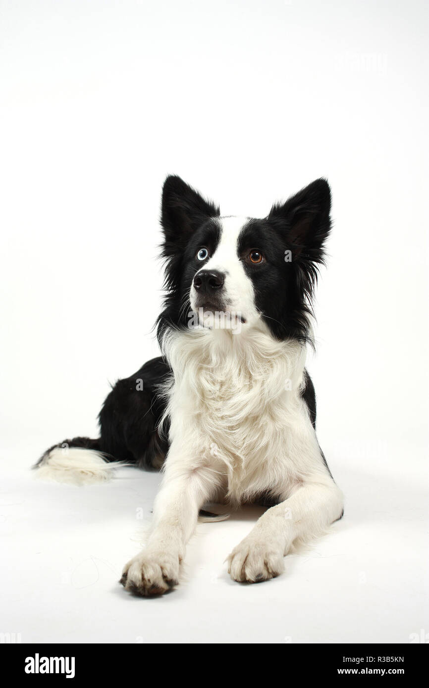 border collie cut Stock Photo - Alamy