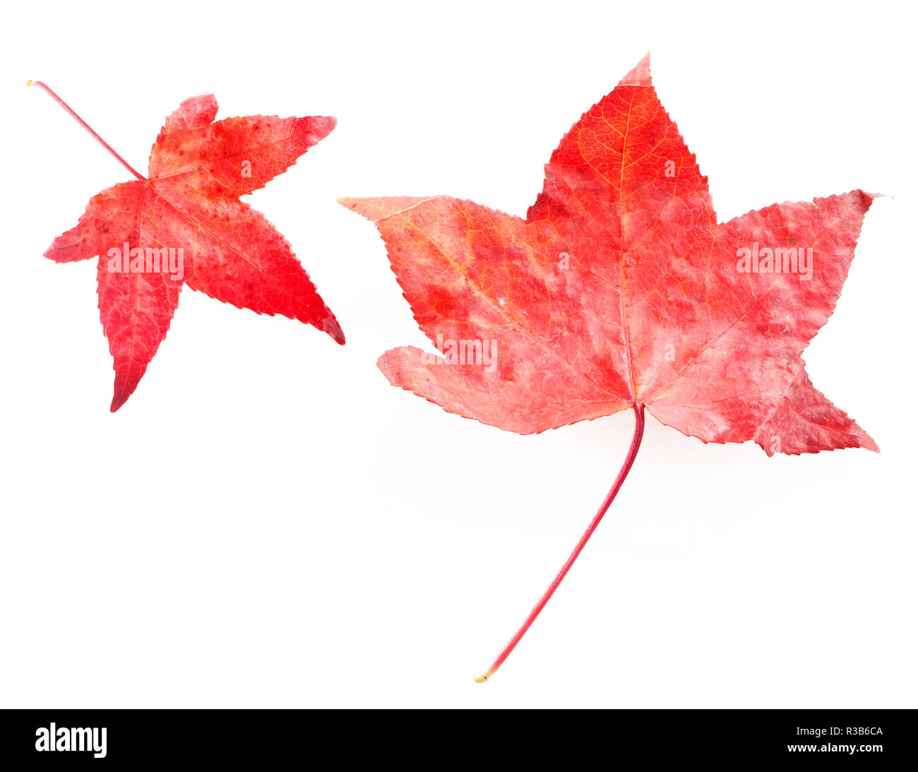 Acer palmatum japanese maple tree Cut Out Stock Images & Pictures - Alamy