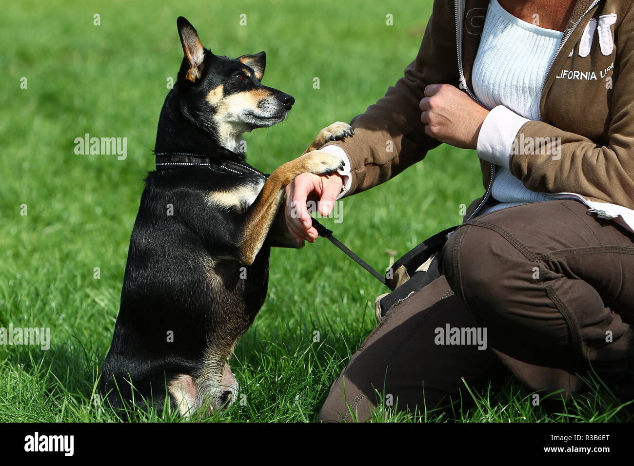 Friendship between man dog dog hi-res stock photography and images - Alamy