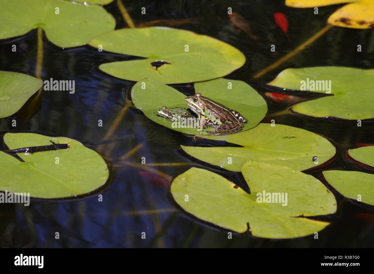 Frogs and water lilies hi-res stock photography and images - Alamy