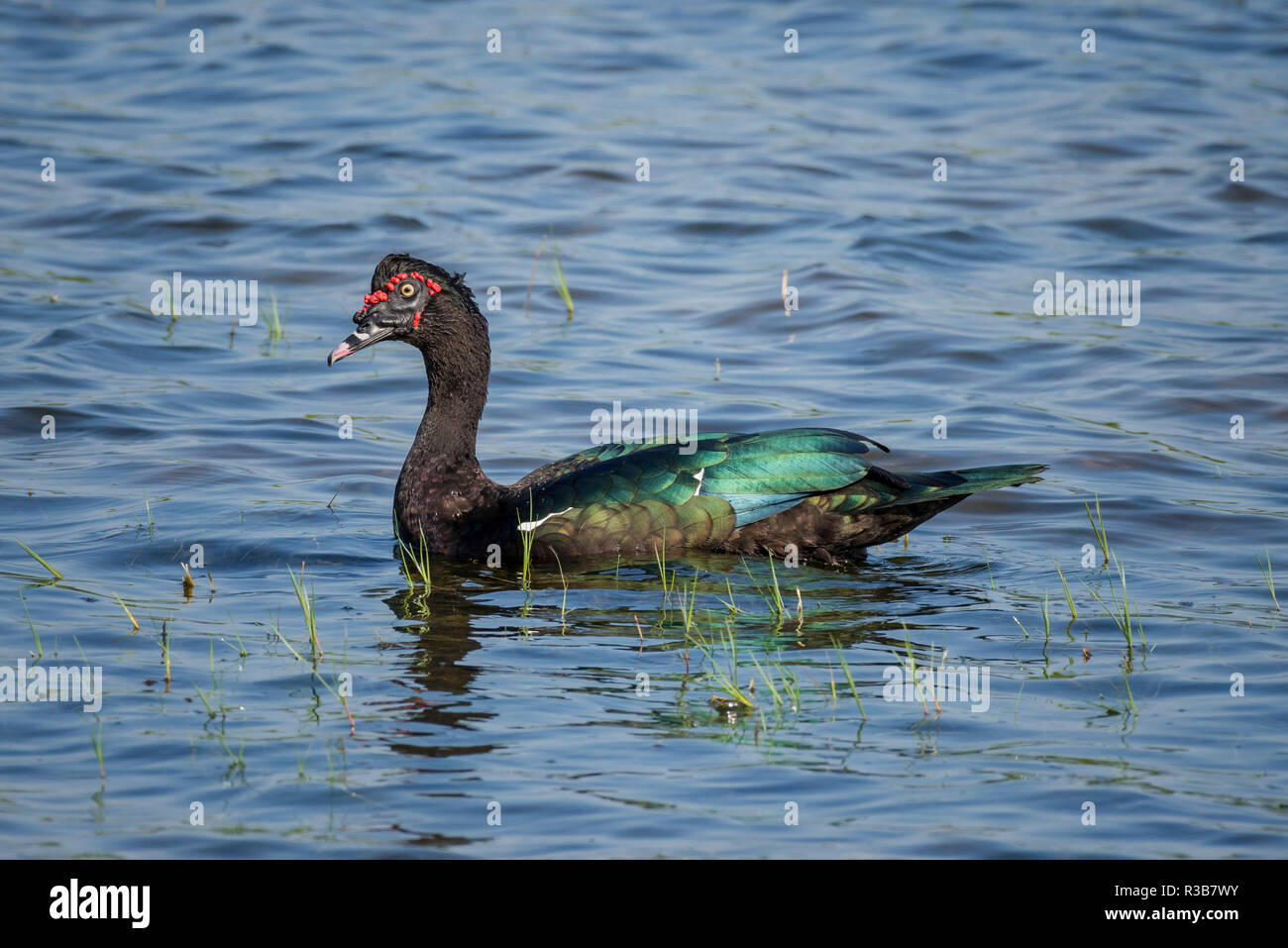 Male muscovy duck hi-res stock photography and images - Alamy