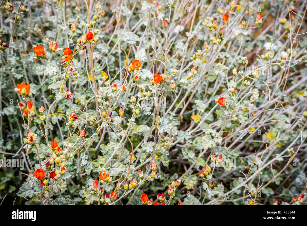 Field with colorful red orange Wildflowers in Palm Spring, California ...