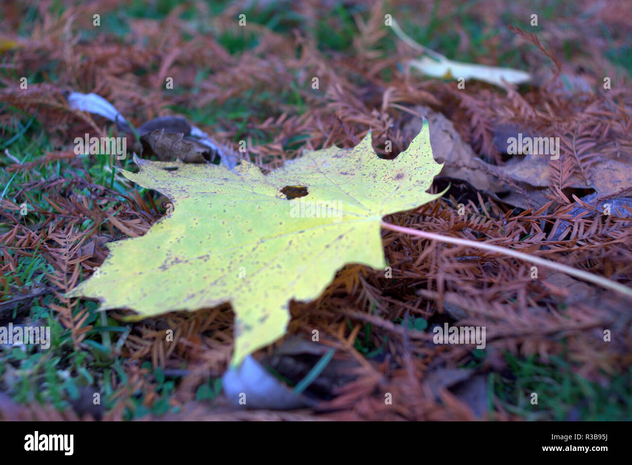 Season transience hi-res stock photography and images - Alamy