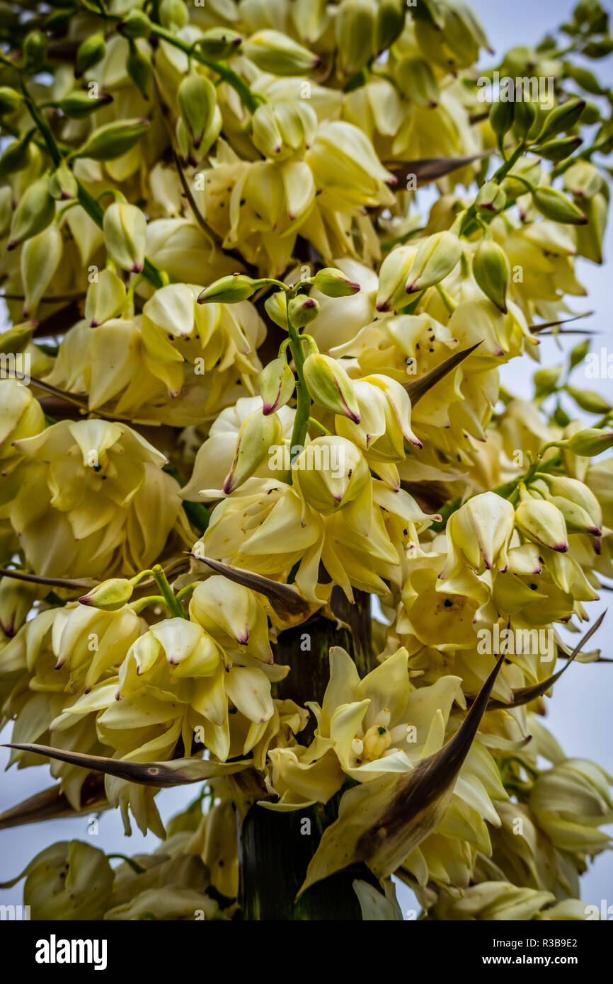 A white flowering yucca plant in Palm Spring, California Stock Photo ...