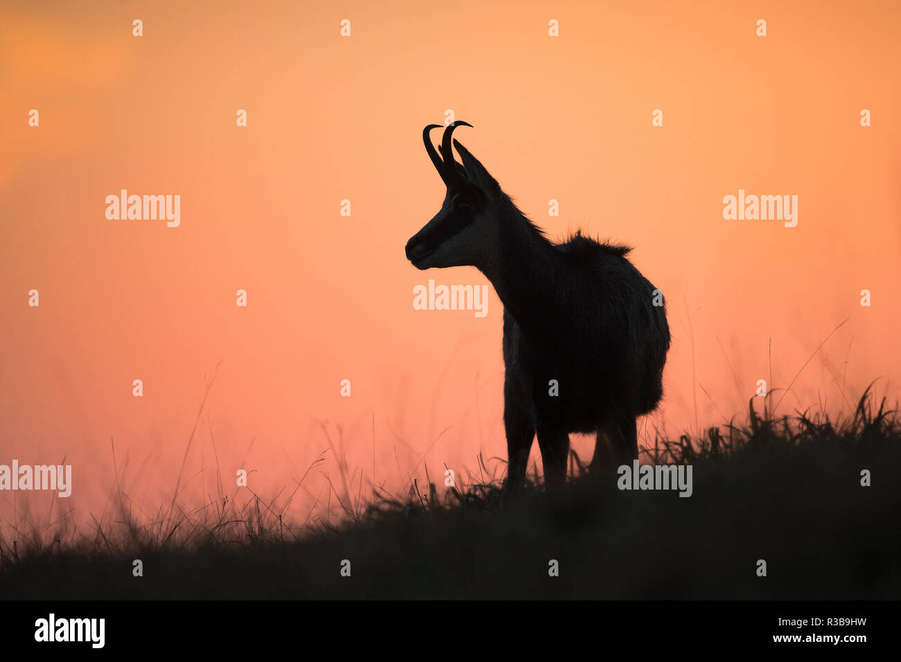 Chamois (Rupicapra rupicapra) backlit at dawn, Vosges, France Stock ...