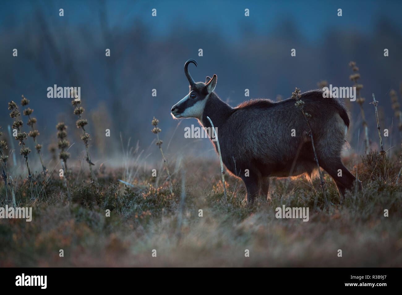 Chamois (Rupicapra rupicapra) at dawn, Vosges, France Stock Photo - Alamy