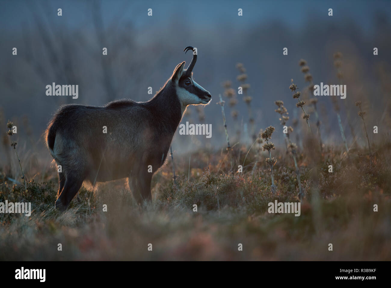 Chamois (Rupicapra rupicapra) at dawn, Vosges, France Stock Photo - Alamy