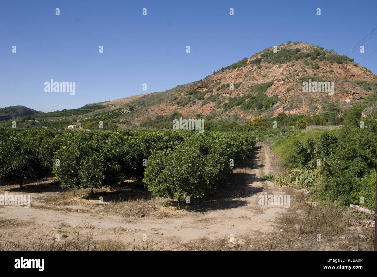 Citrus farming hi-res stock photography and images - Alamy