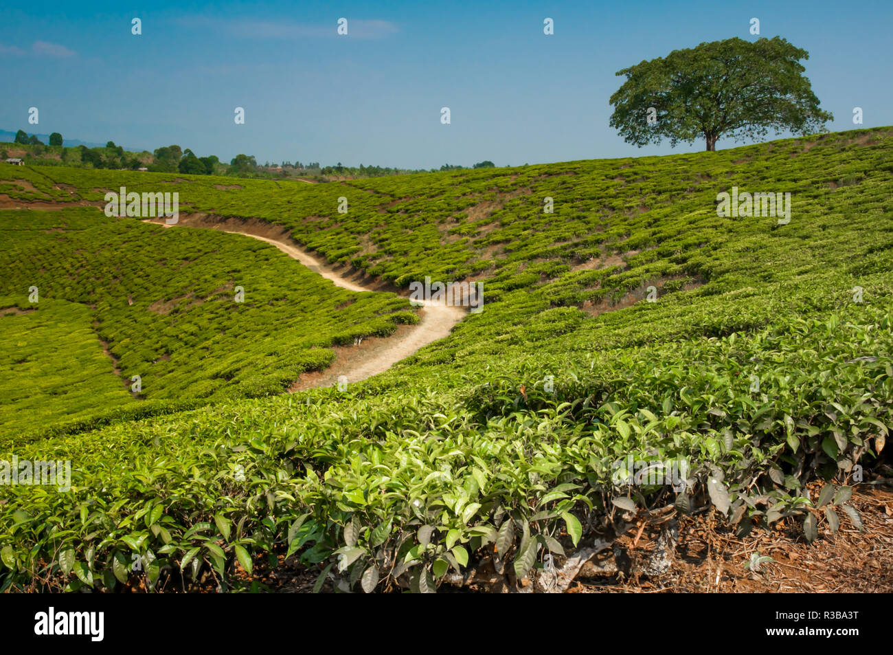 Tanzania tea plantation hi-res stock photography and images - Alamy