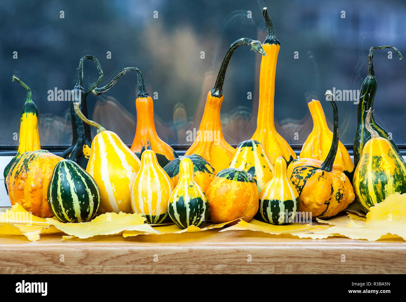 Colorful gourds aligned in front of a window Stock Photo - Alamy