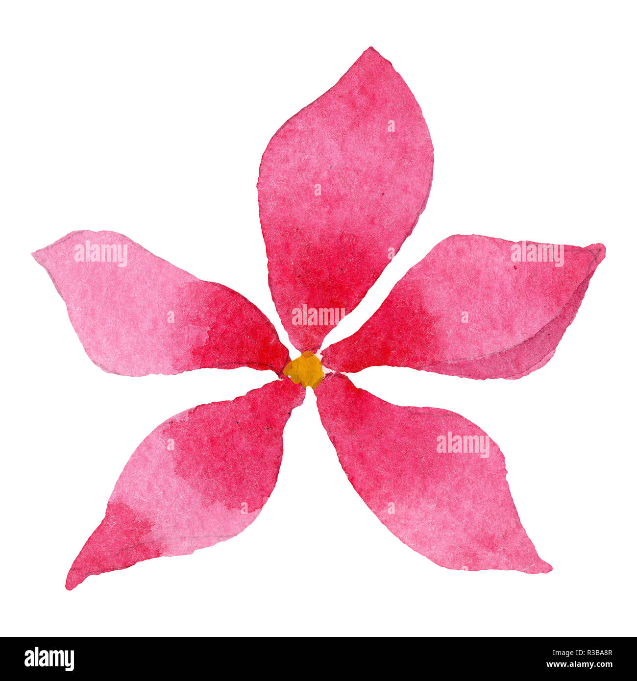 Pink phlox flower. Isolated phlox illustration element. Watercolor ...