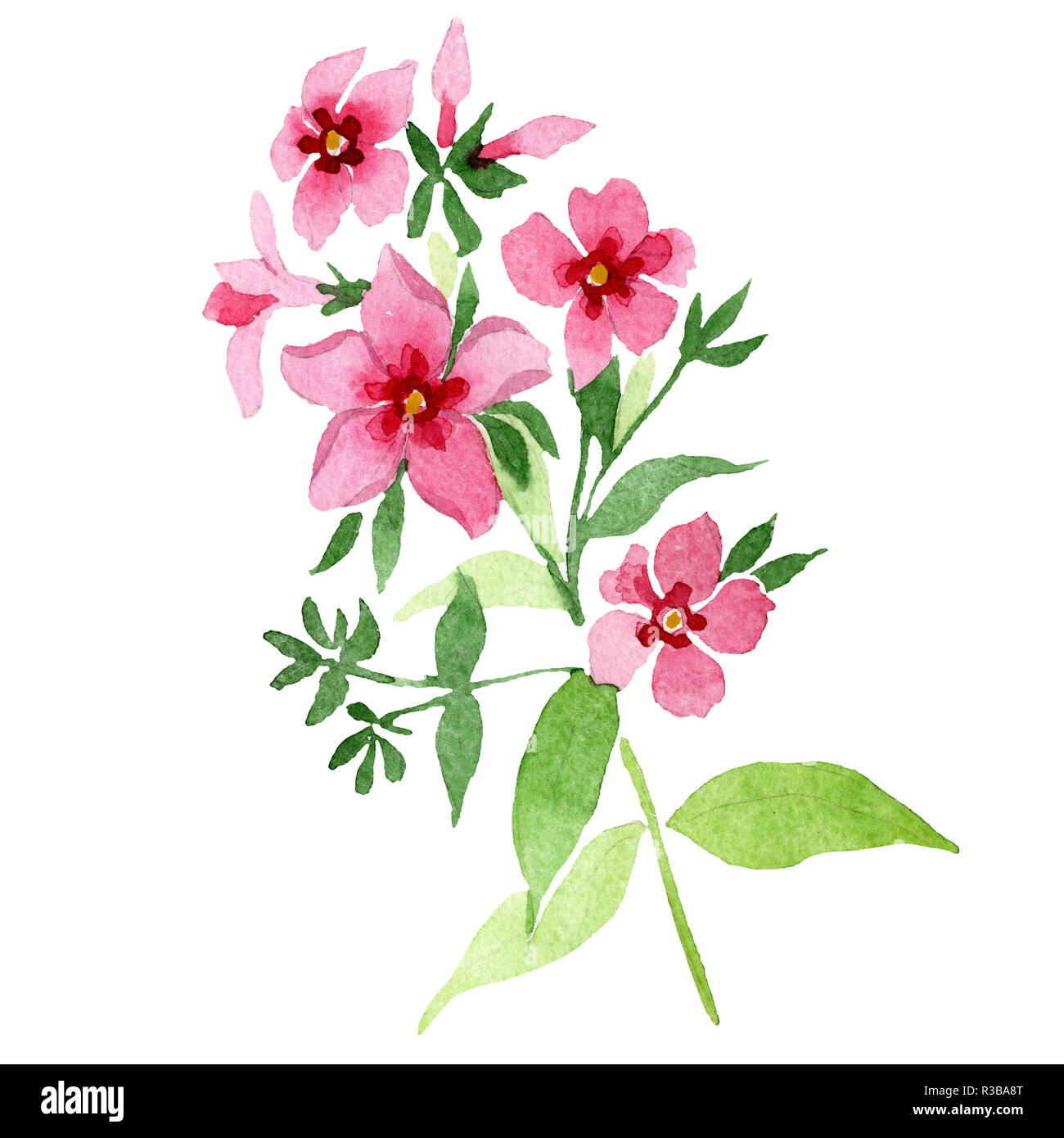 Pink phlox flowers with green leaves. Isolated phlox illustration ...