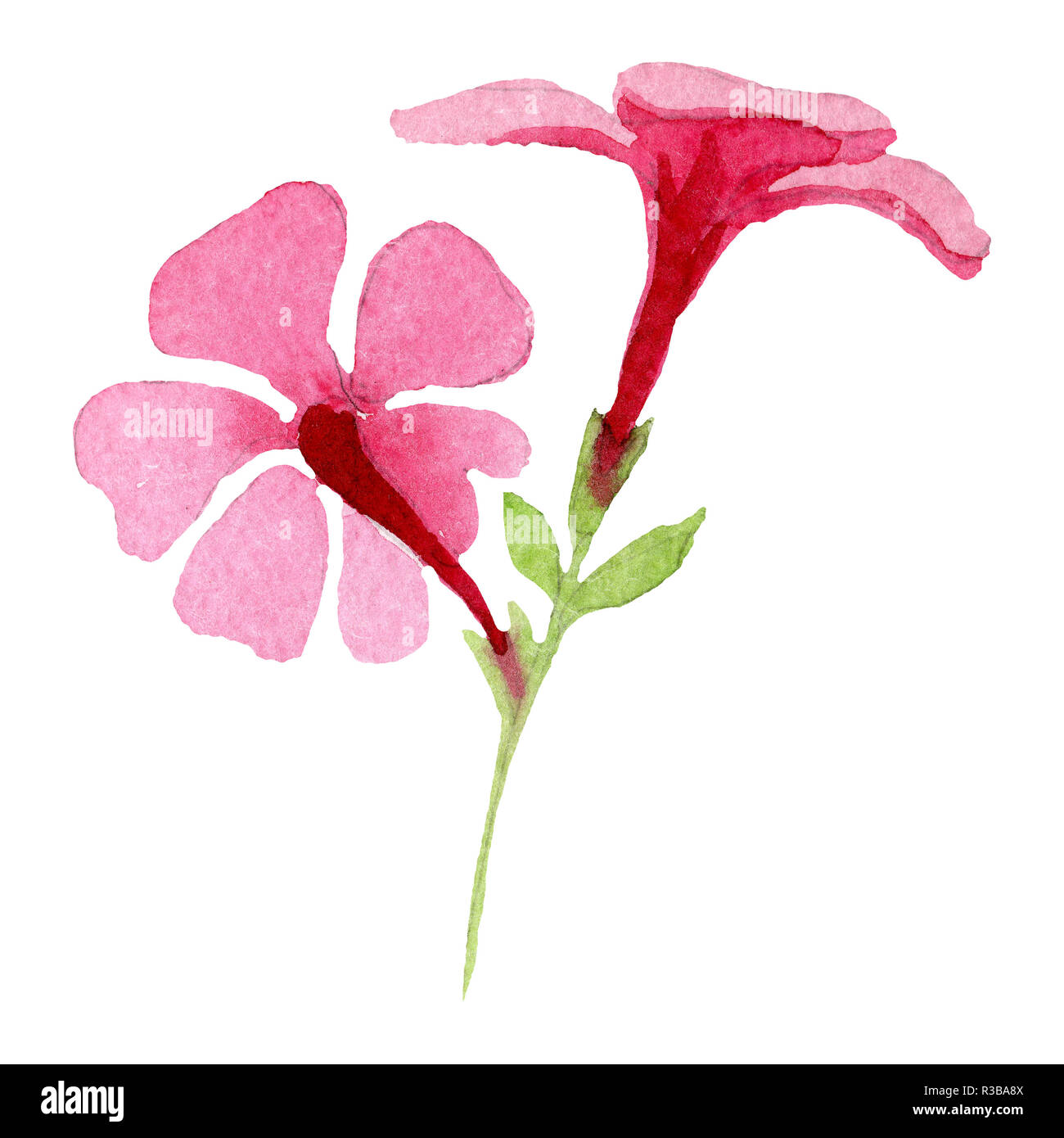 Pink phlox flowers with green leaves. Isolated phlox illustration ...