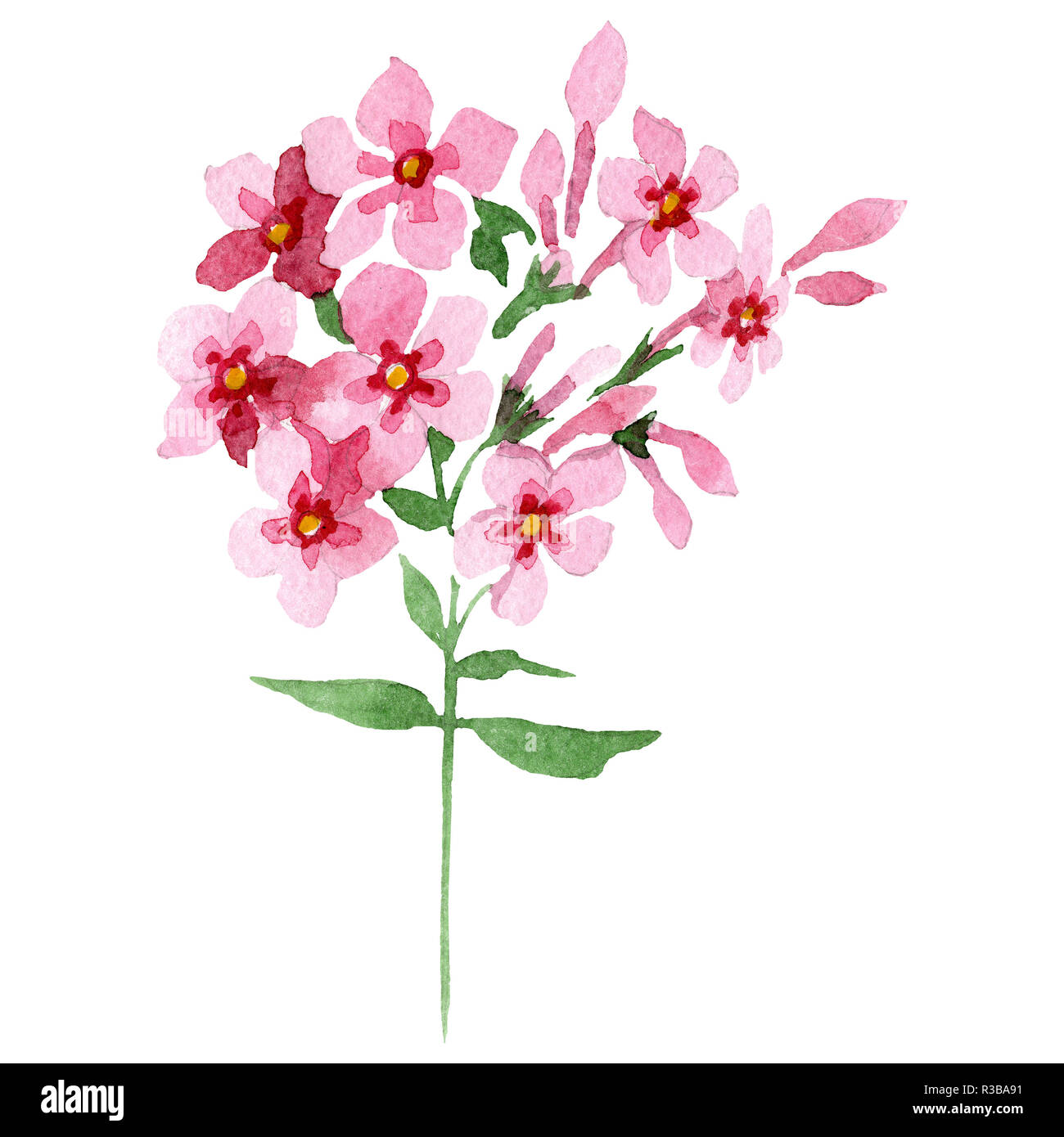 Pink phlox flowers with green leaves. Isolated phlox illustration ...