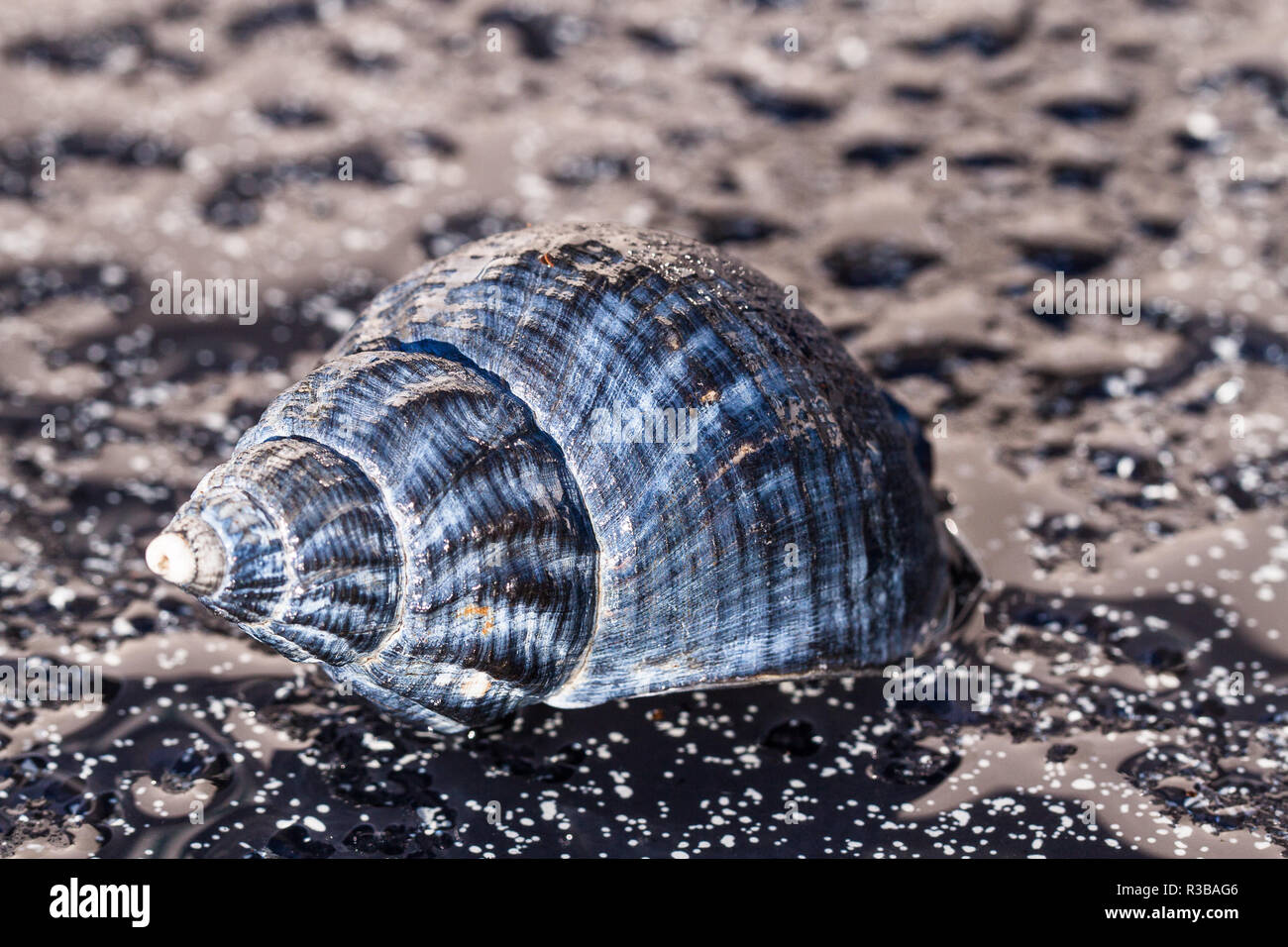 Sea snail house Stock Photo - Alamy