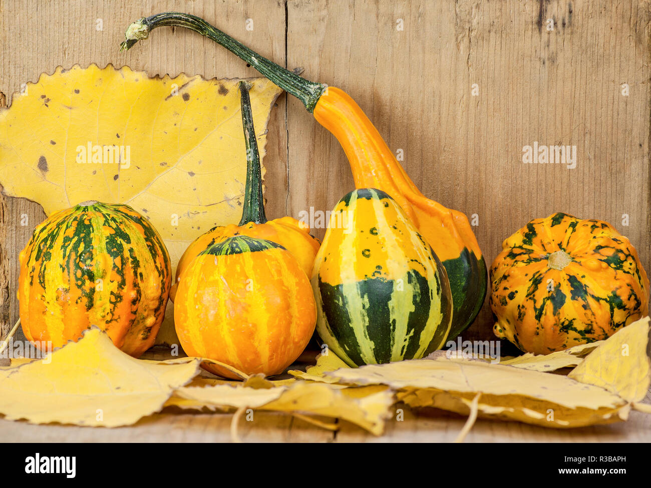 Gourd family hi-res stock photography and images - Alamy