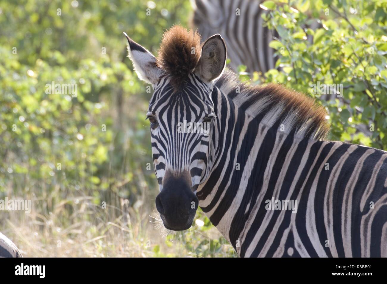 William burchell hi-res stock photography and images - Alamy