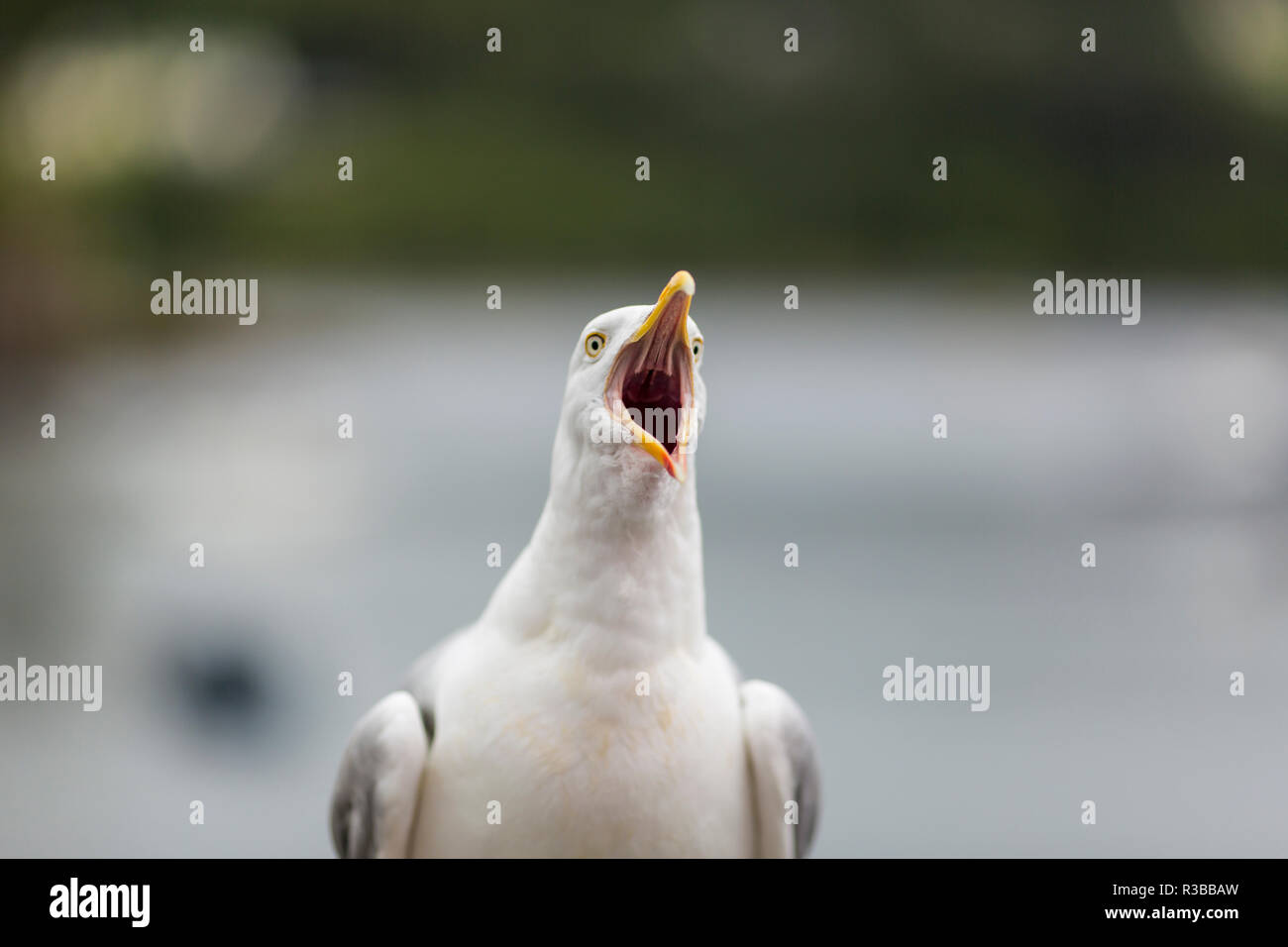 500px Photo ID: 171703685 - Screaming Seagull Stock Photo - Alamy