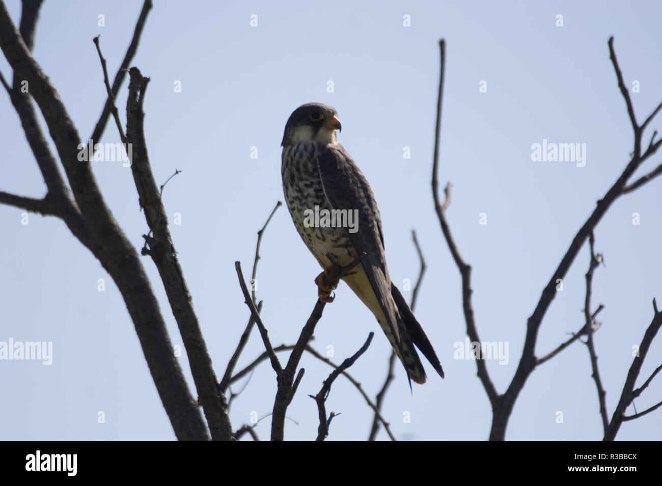 Amur falcon migration hi-res stock photography and images - Alamy