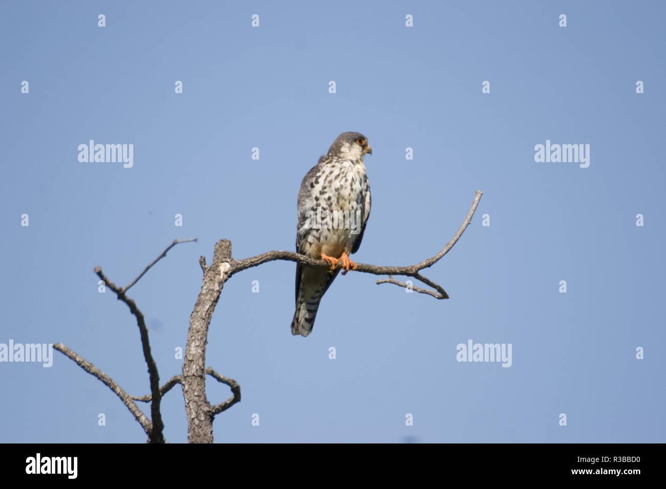 Asian falcon hi-res stock photography and images - Alamy