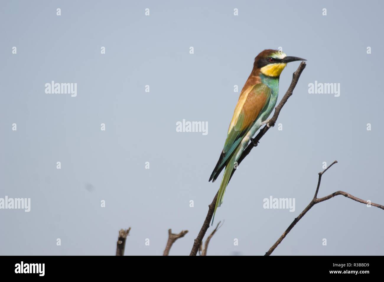 Ravel bird hi-res stock photography and images - Alamy