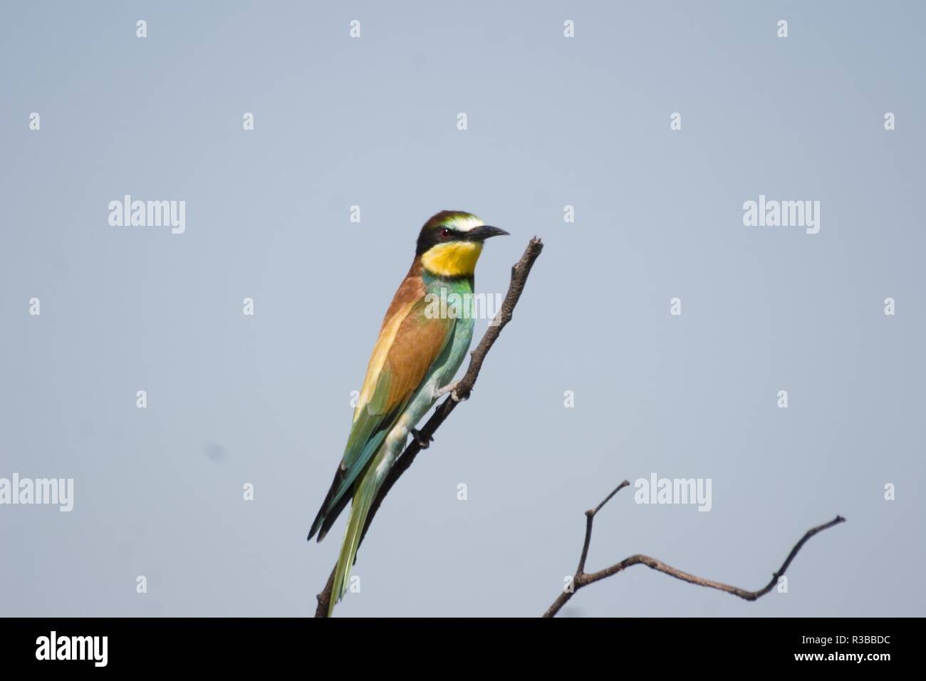 Ravel bird hi-res stock photography and images - Alamy