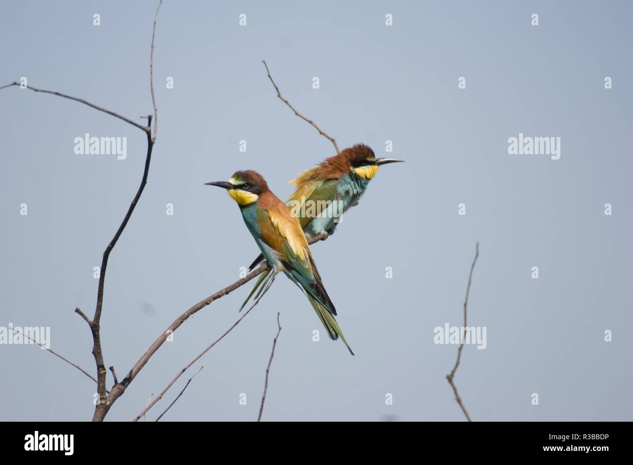 Ravel bird hi-res stock photography and images - Alamy