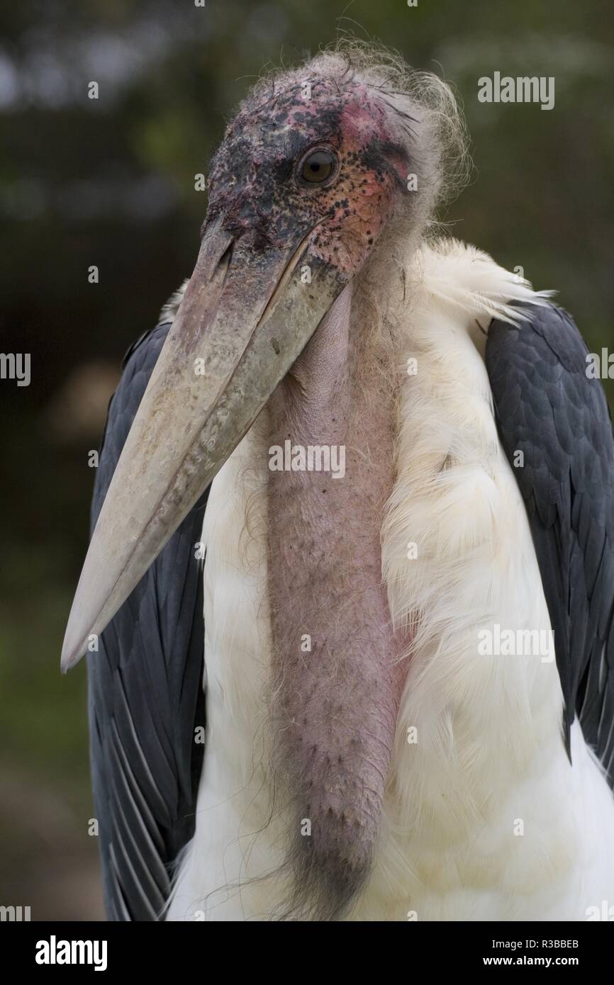 Maribou Stork High Resolution Stock Photography and Images - Alamy